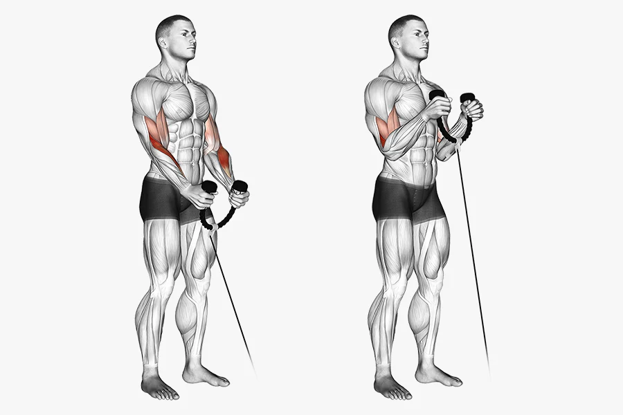 The best biceps workout list to hone your guns | Fitclub